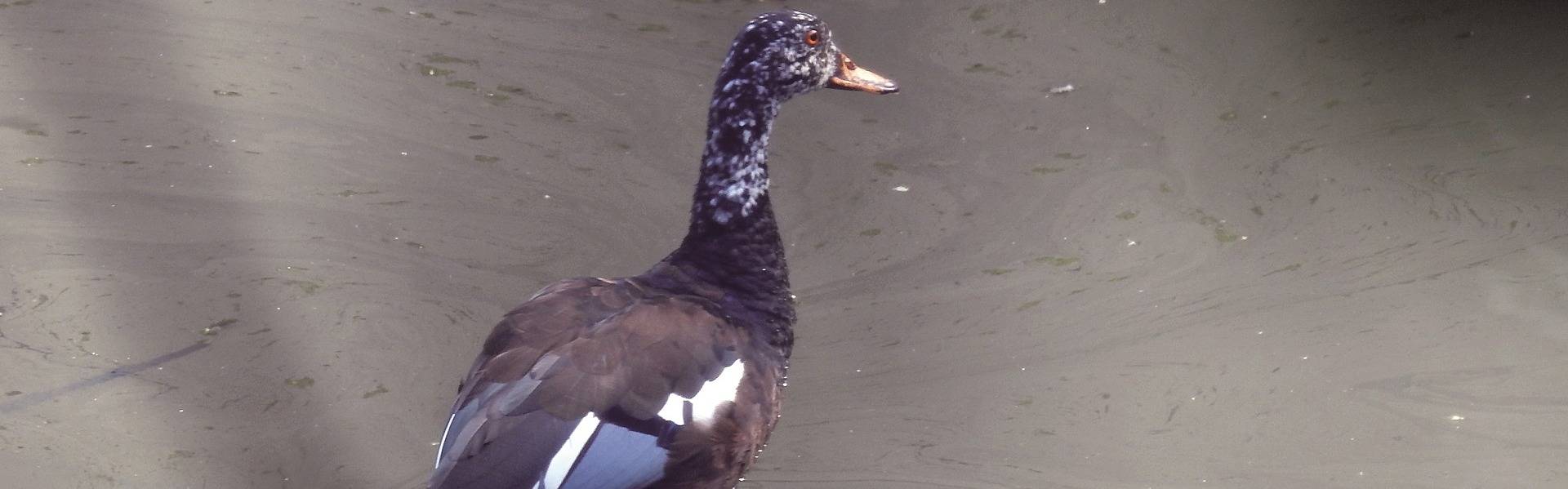 The Quest for the Spirit Duck