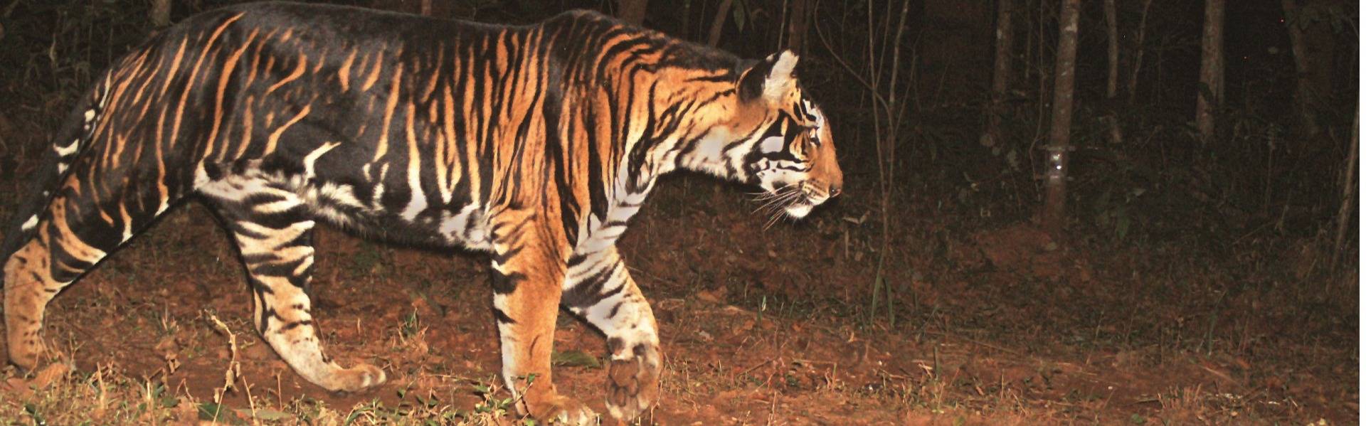 Counting Tigers