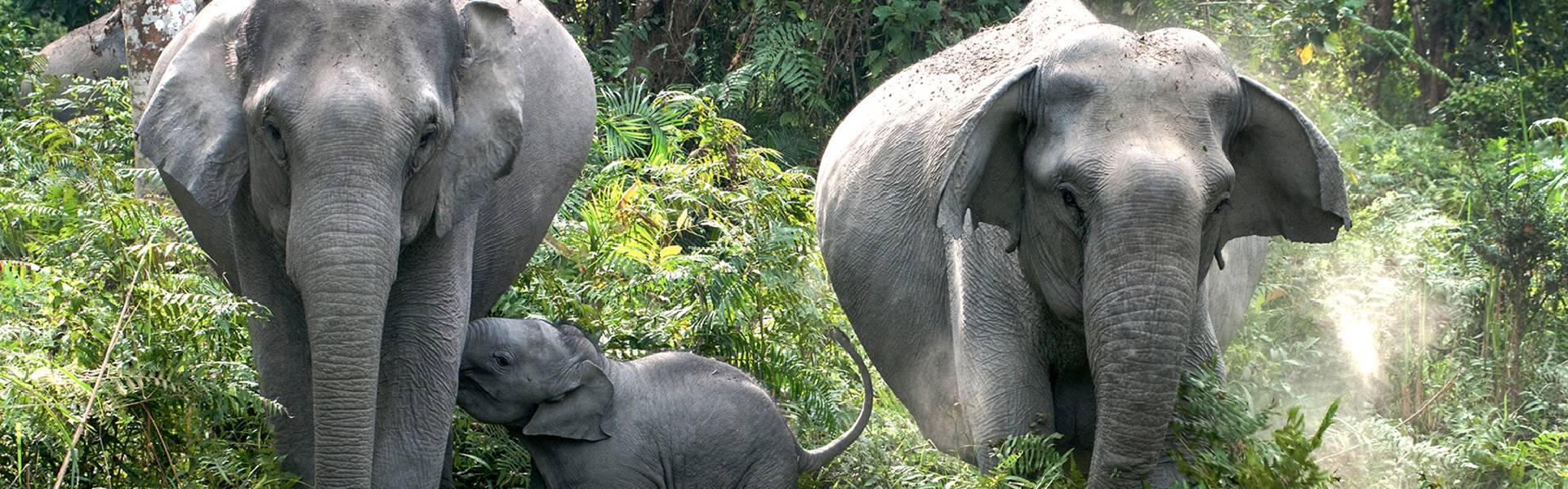 The Starving Elephants Of Udawalawe