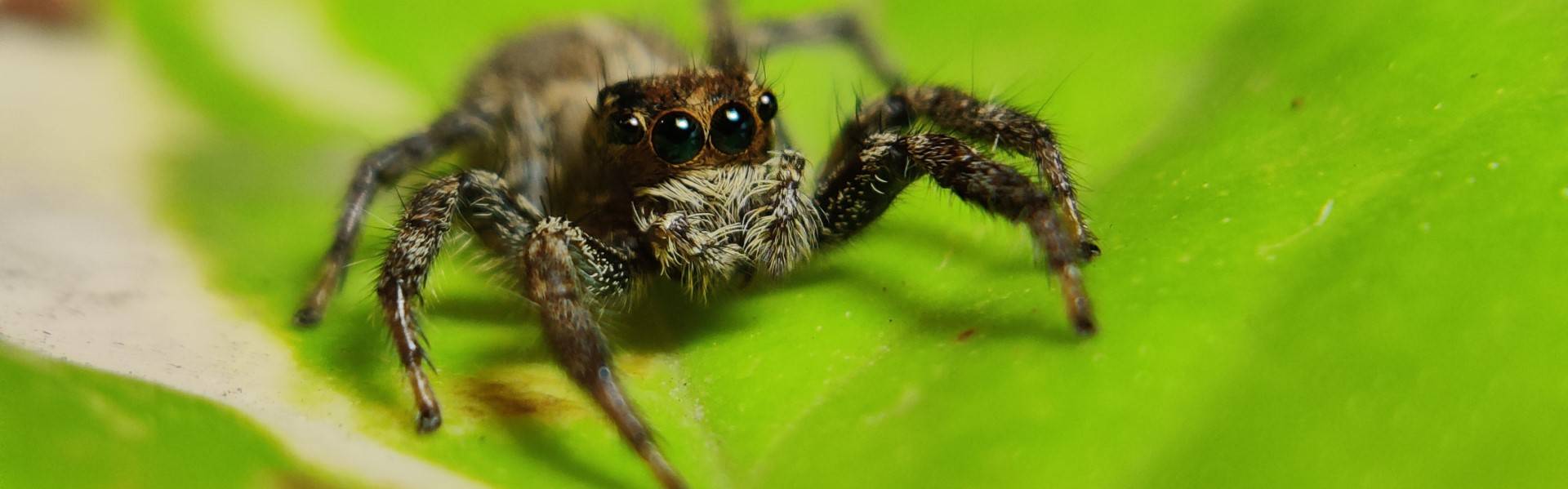 My Bungee Jumping Spiders