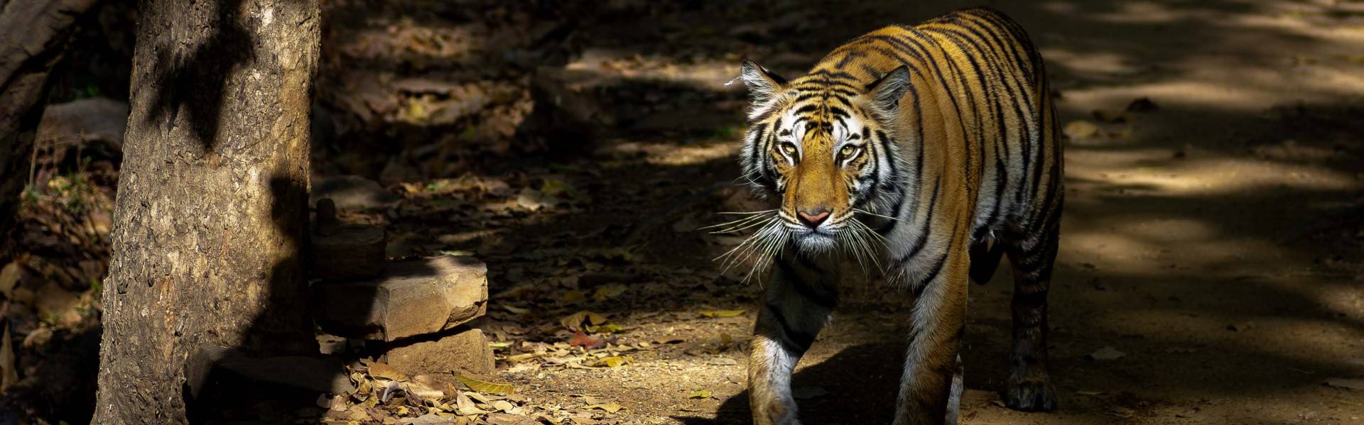 Tigers Of Eastern Central India: Lost Cause Or New Hope?