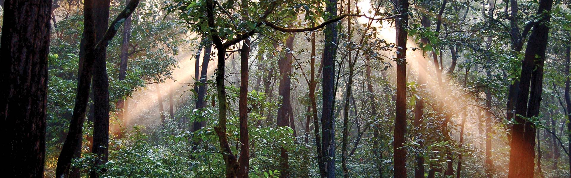 Bauxite Mining Threatens World Natural Heritage Sites in Maharashtra