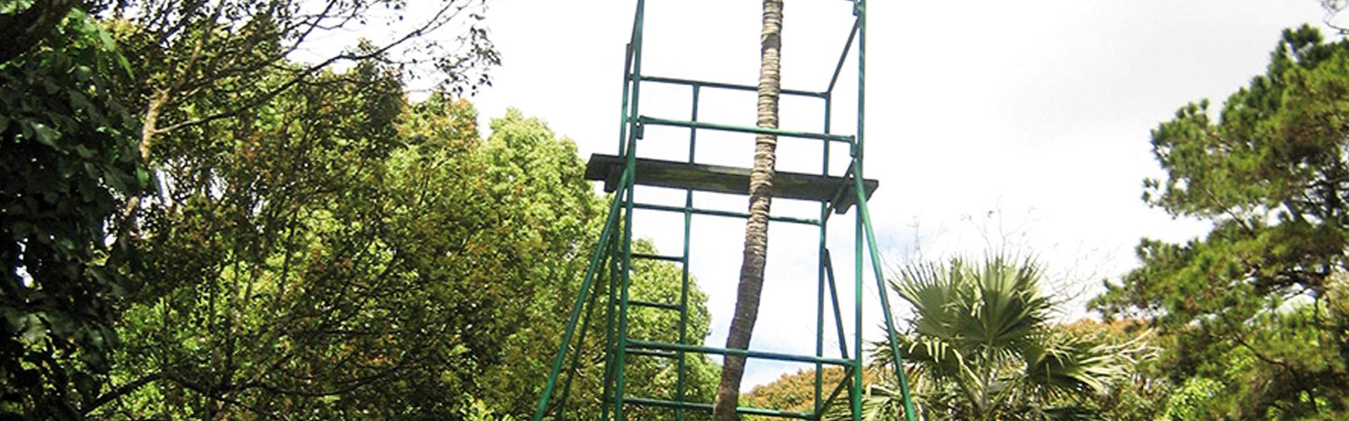 The Imperiled Nicobar Palm